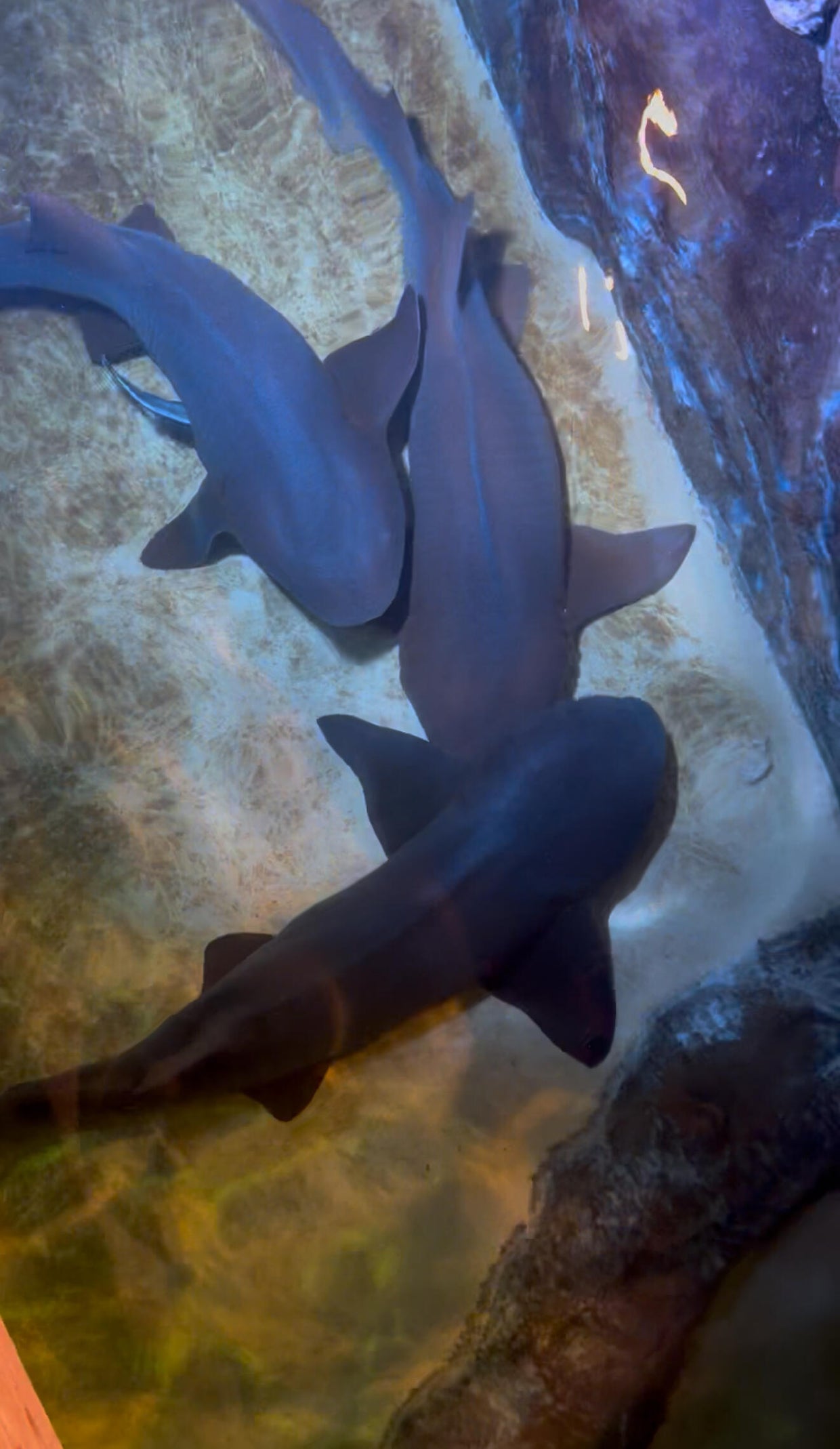 Hundreds of marine animals from Miami Seaquarium find new home at ...