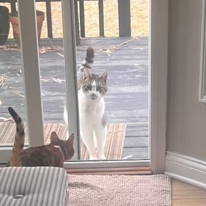 Cat comes up to CBS Chicago investigator Dave Savini's back door after ...