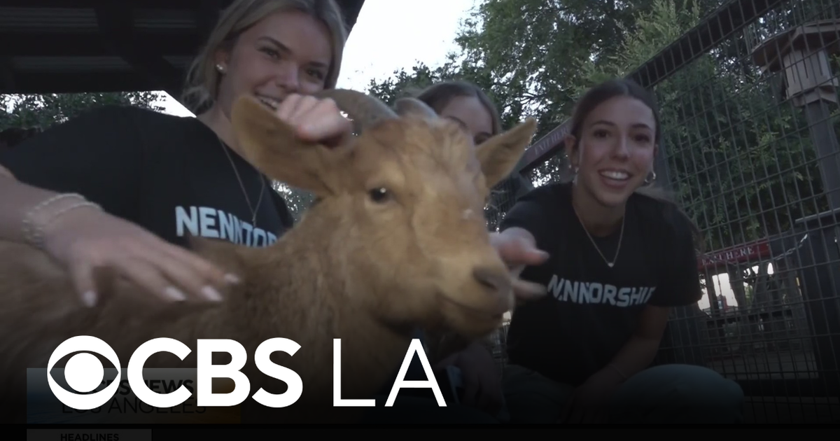 Local veterinarian offering free internship program to help inspire ...