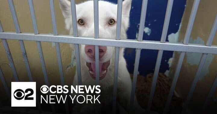 Newark animal shelter badly in need of help after snow damages part of ...