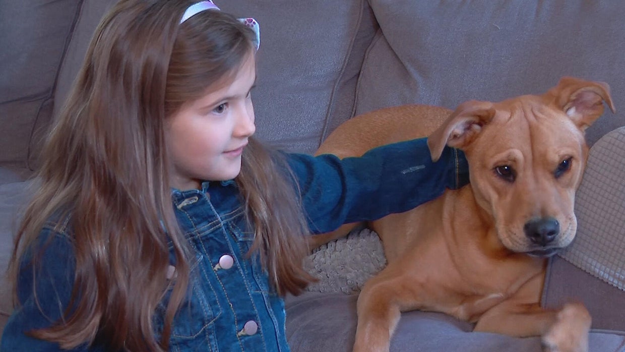 Massachusetts girl completes goal of helping 10 dogs find forever homes ...