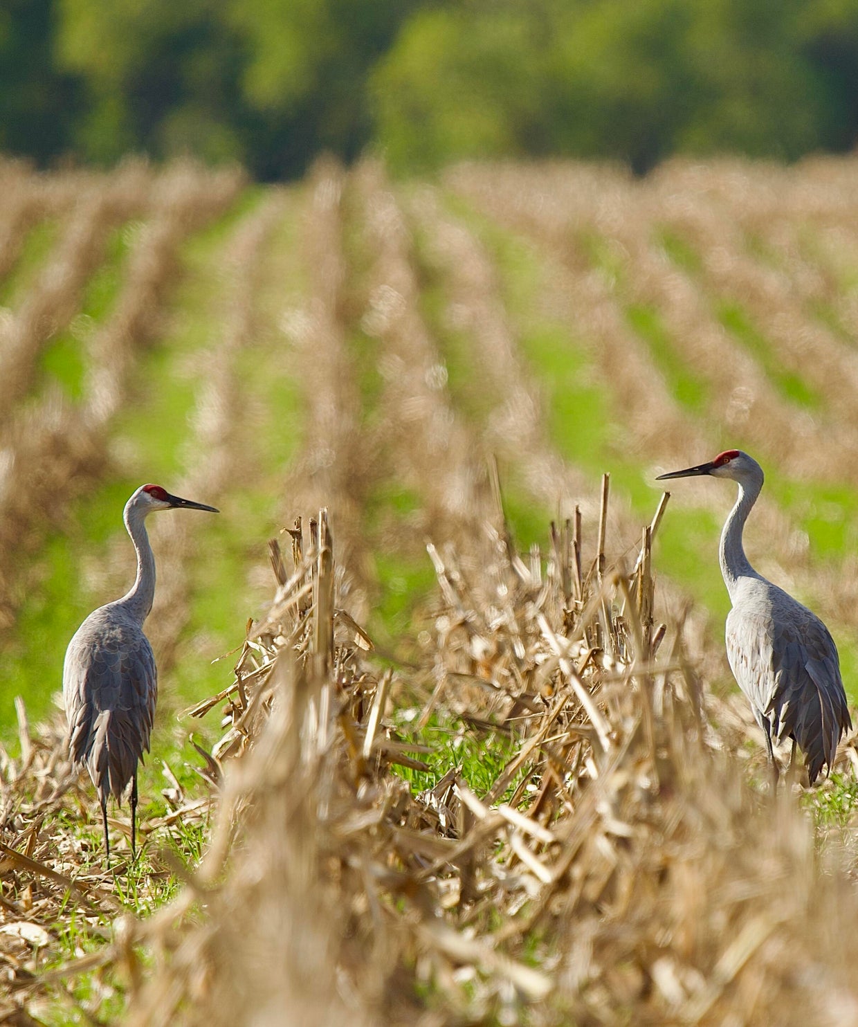 These 10 pictures are the winners of the Delaware Farm Bureau's amateur ...