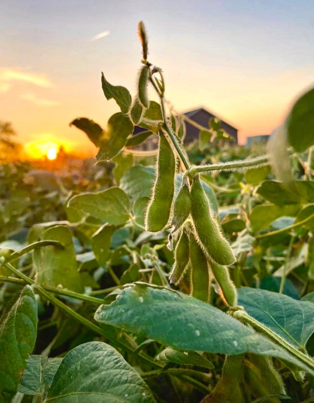 These 10 pictures are the winners of the Delaware Farm Bureau's amateur ...