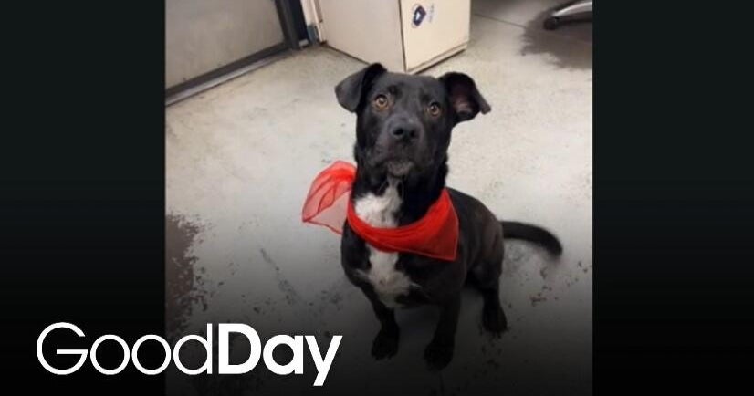 8-month-old Chocolate is looking for her forever home! | Pet of the ...