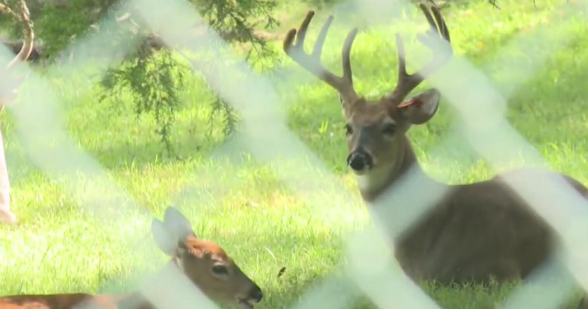 Doe Derby event in Michigan donates thousands of pounds of venison ...