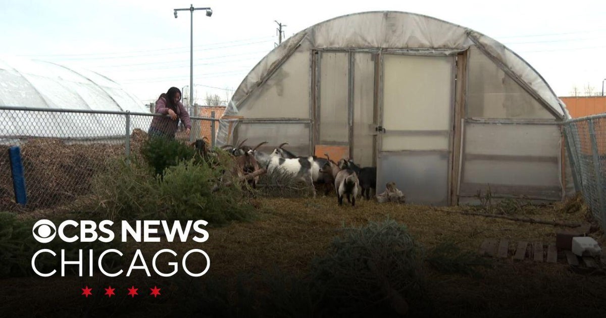 Urban farm treats goats to holiday meal of recycled Christmas trees ...