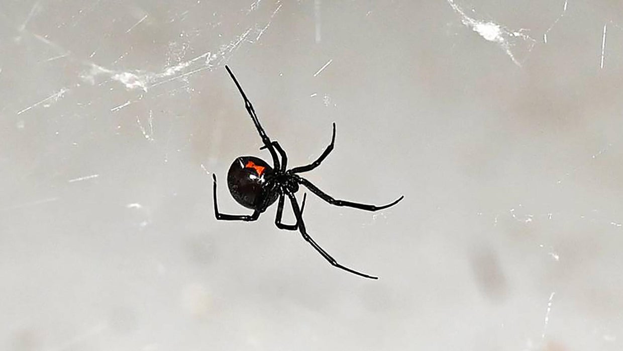 Florida woman says repeated spider bites inside her apartment led to ...