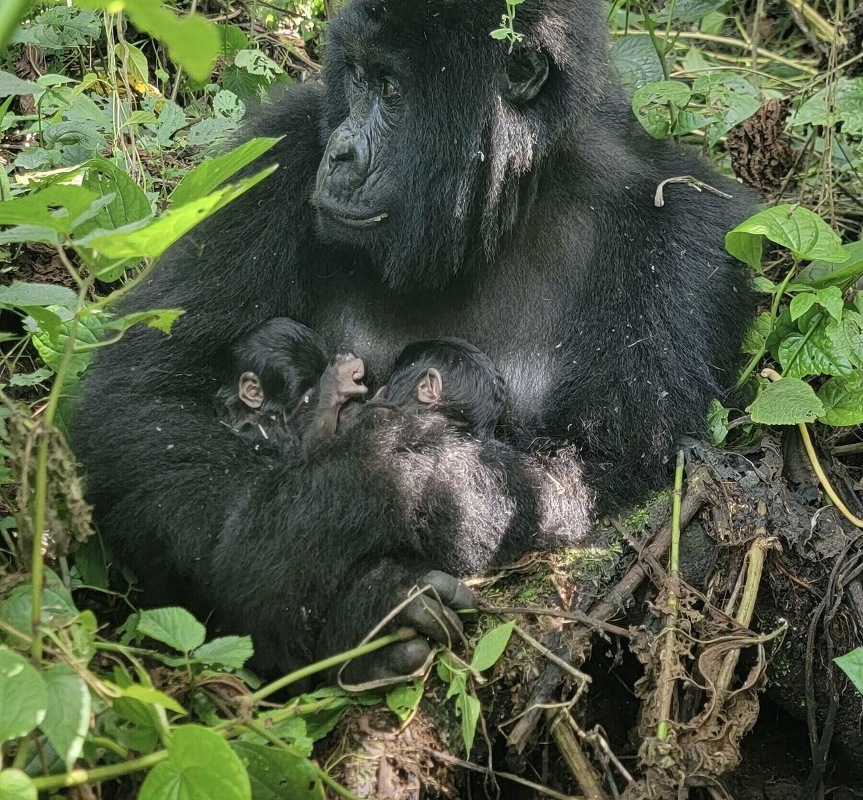 Endangered mountain gorilla gives birth to rare twins in Congo: "Major ...