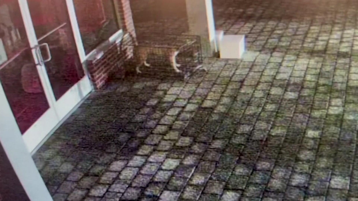 Video shows people abandoning dog outside NY animal shelter in freezing ...