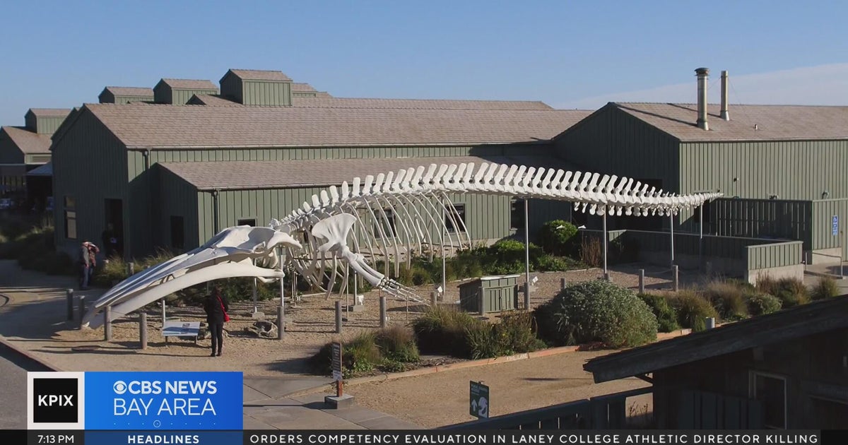 Sustainable tech being used to restore Santa Cruz's iconic blue whale ...