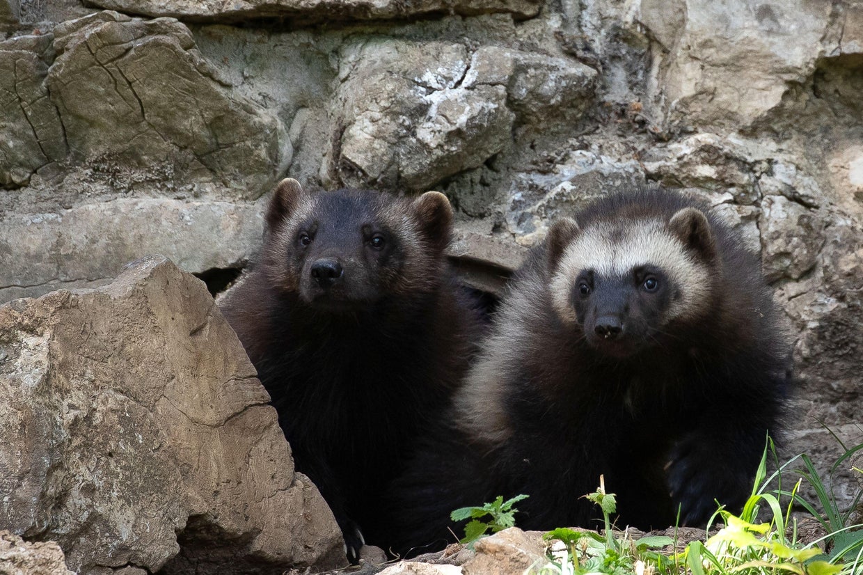 Colorado Parks and Wildlife unveils Wolverine Restoration Plan, hopes ...