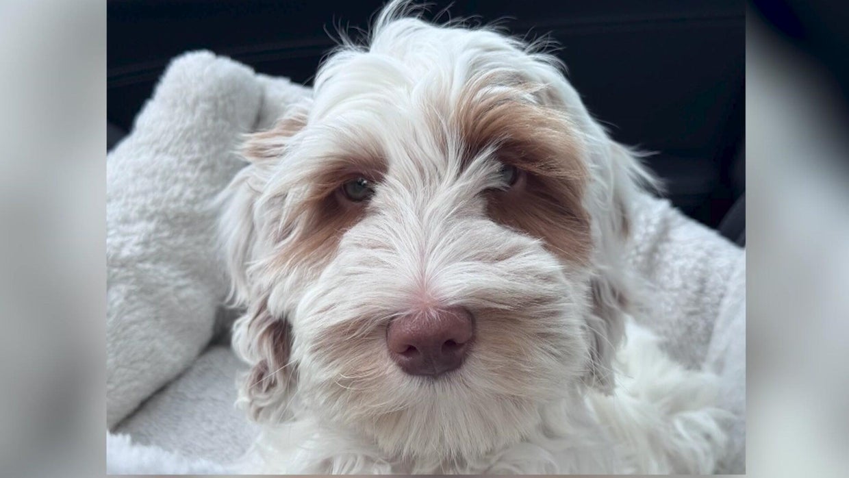 A N.J. family's car was stolen with their dog inside. "You can have the ...