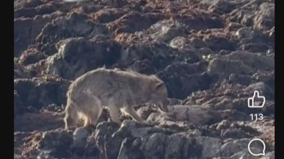 Coyote's epic swim to Alcatraz Island started much farther away than ...