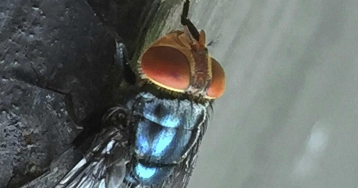 Flesh-eating fly nears U.S. border: CDC issues health alert over new ...
