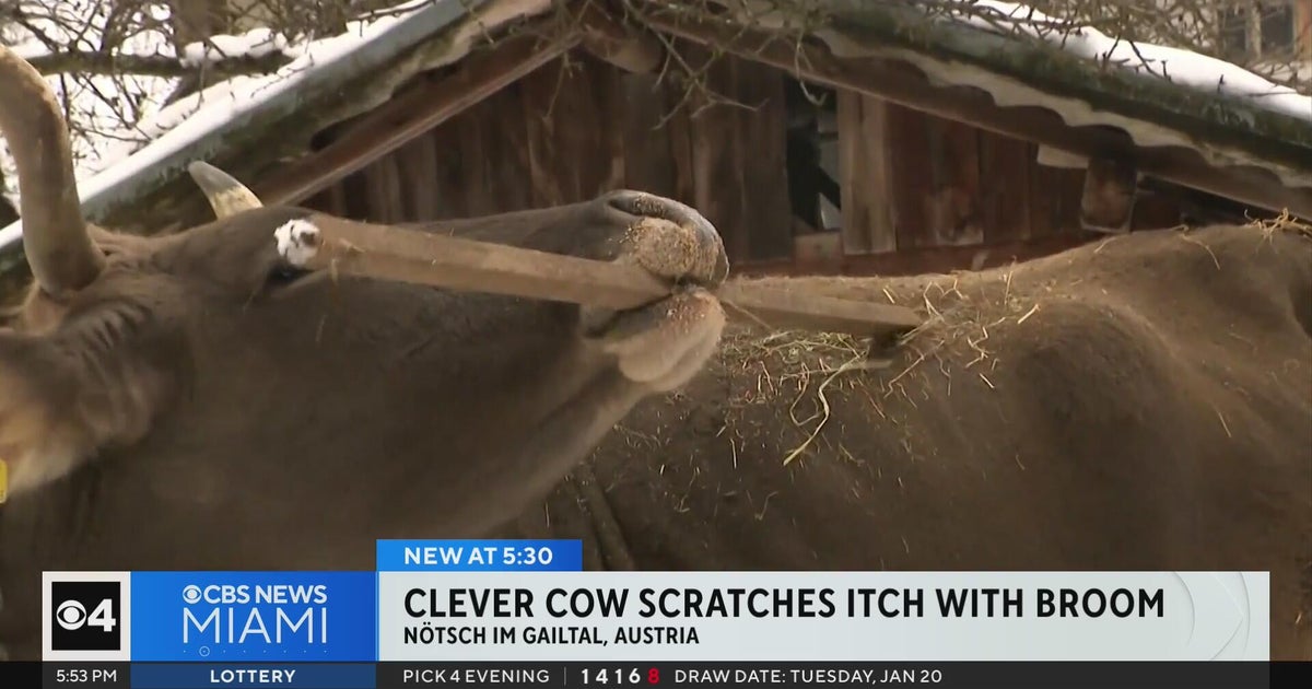 Austrian cow goes viral for learning how to use broom to scratch itself ...