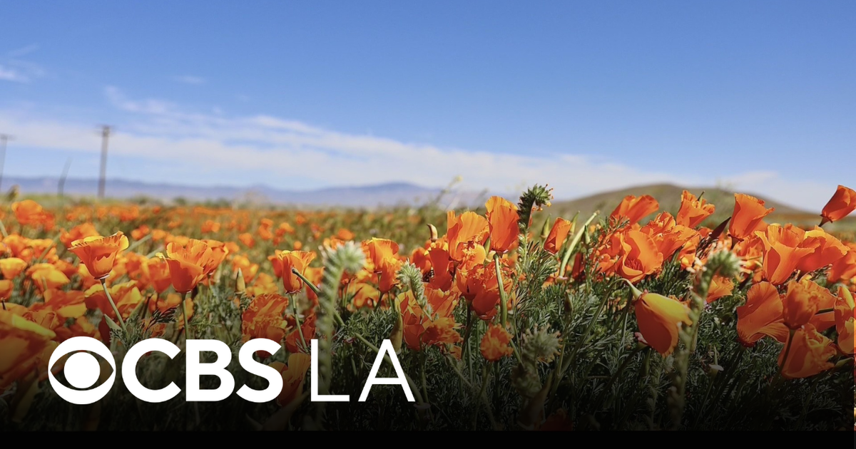 Eaton Fire survivor aims to restore beloved poppy plants in Altadena ...