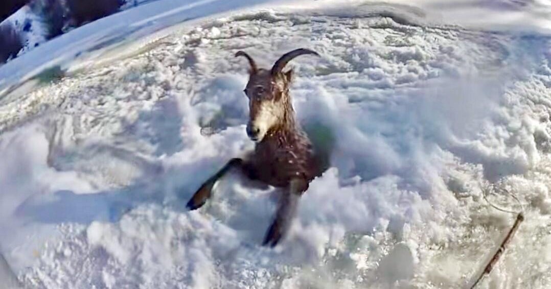 Colorado crews rescue bighorn sheep that fell through the ice on ...