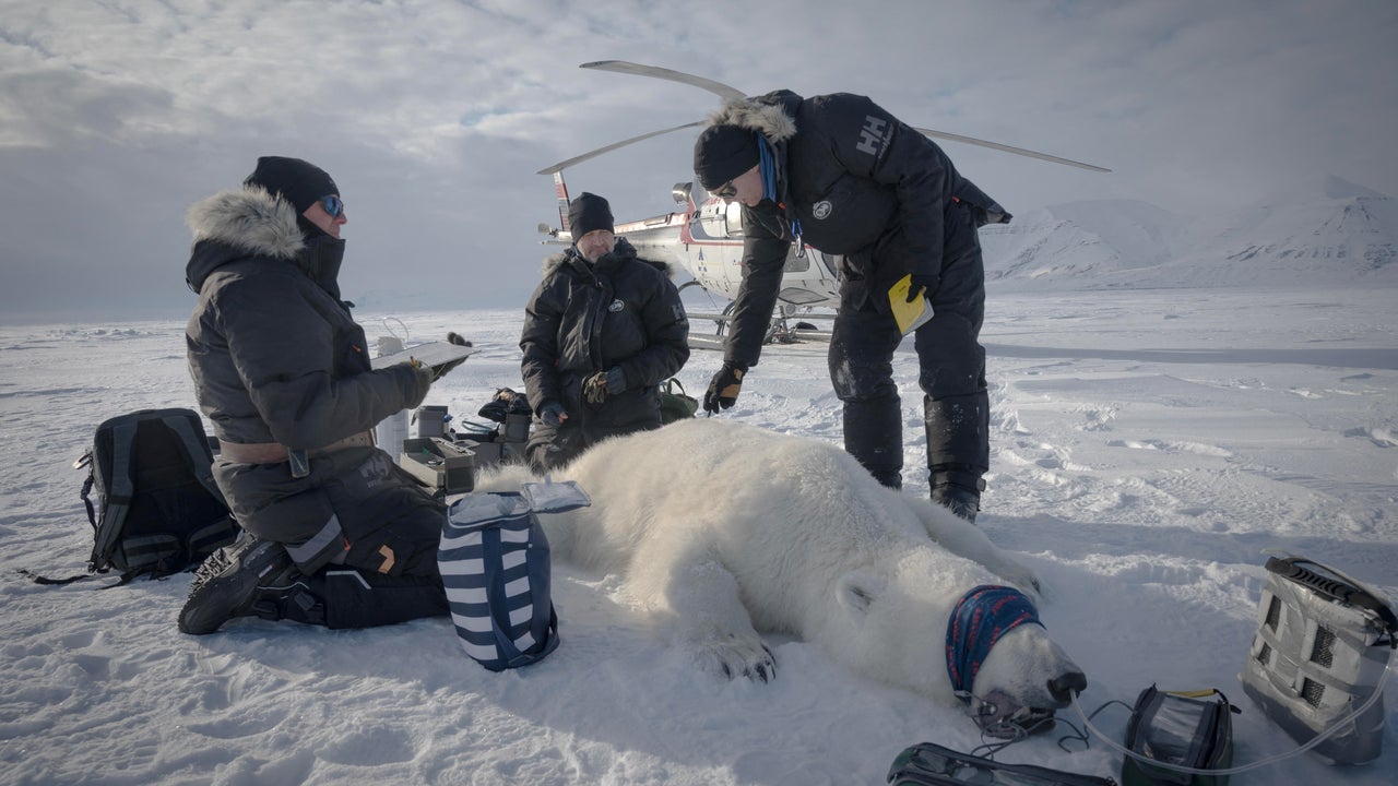 Polar Bear news - Today’s latest updates - CBS Texas