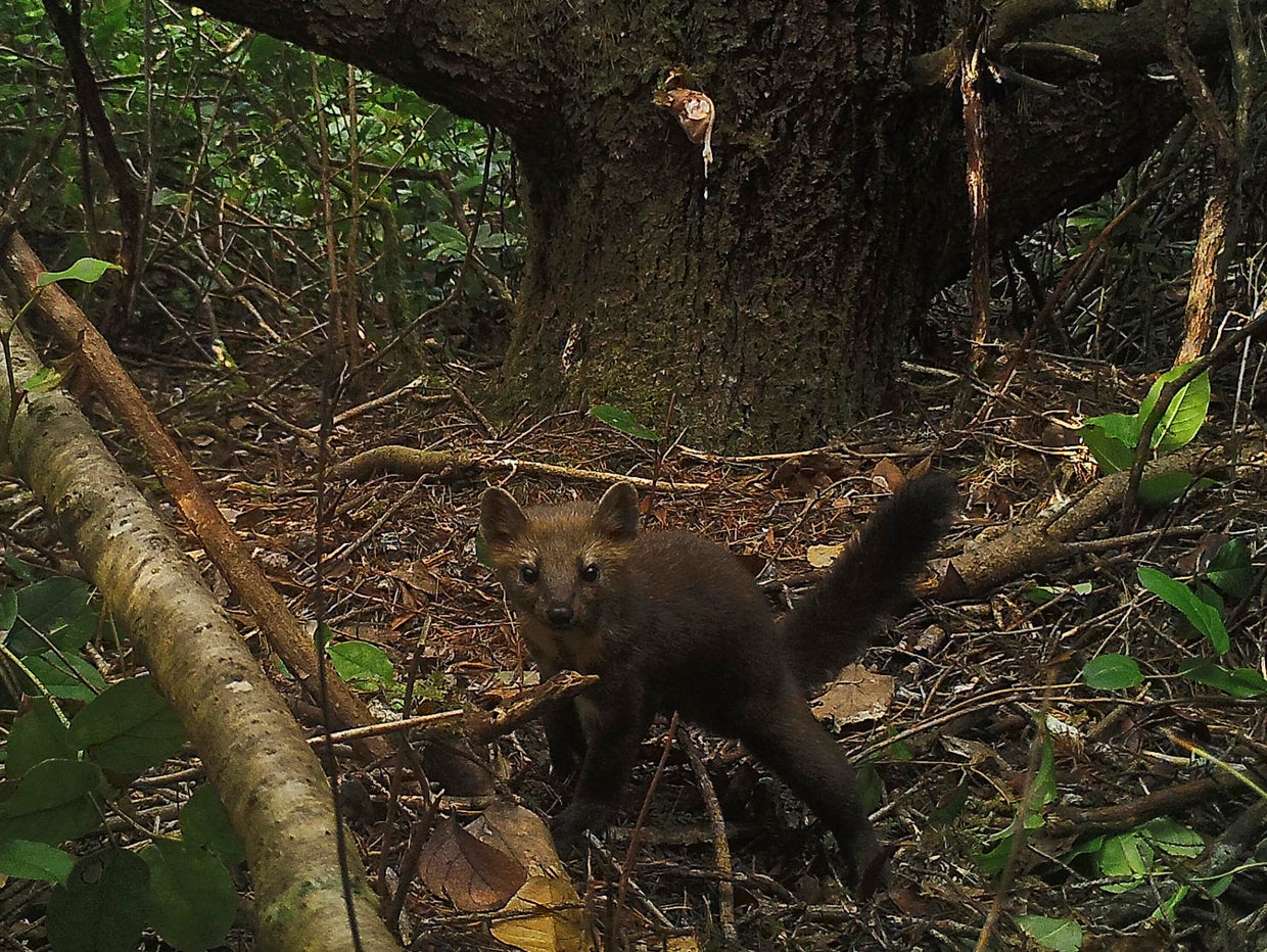 Elusive carnivore, once thought to be extinct, spotted by remote trail ...