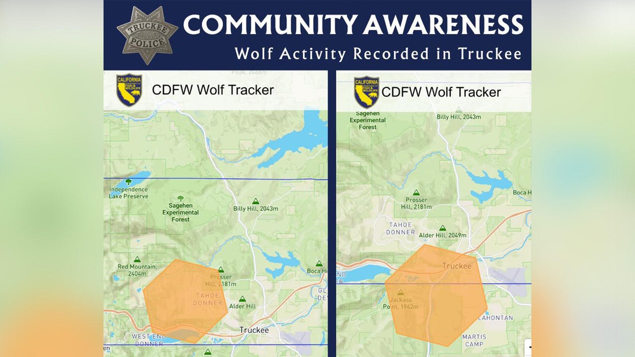 Wolf news - Today’s latest updates - CBS Sacramento