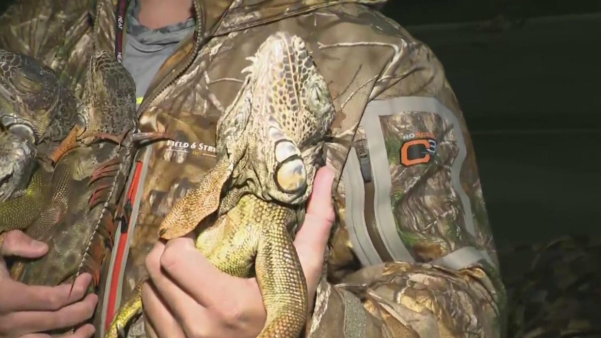 Florida issues emergency order for cold-stunned iguana removal during ...
