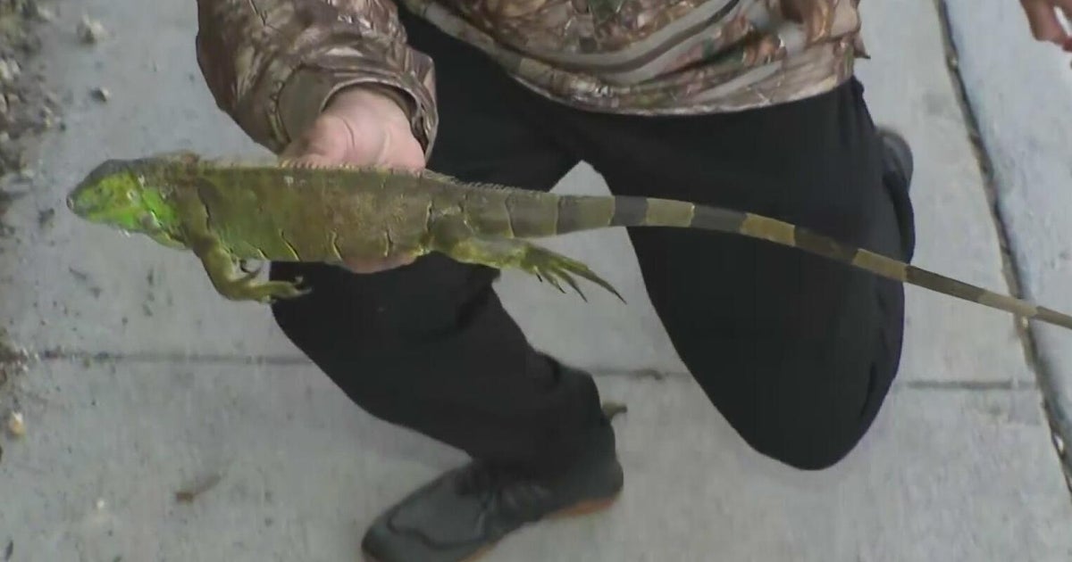 South Florida’s cold snap has lizards falling from trees - CBS Miami