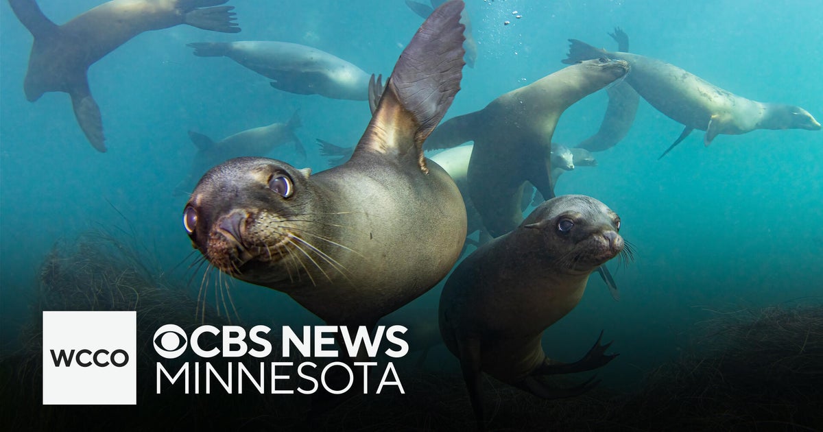 Study finds ocean temperatures rising for 9th straight year - CBS Minnesota