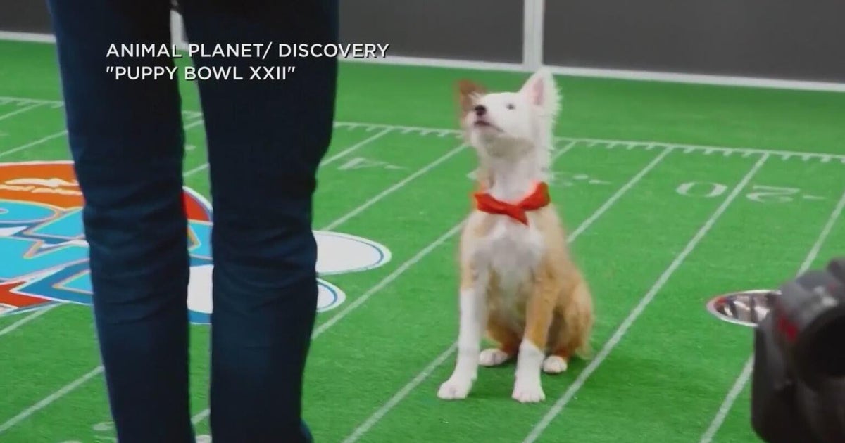 Puppy Bowl 22 to feature 150 adoptable dogs and new senior showcase ...