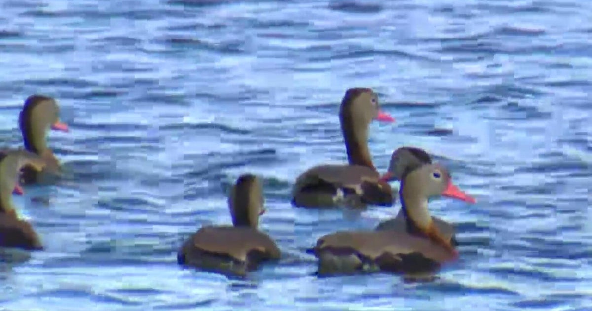 Cooper City residents seek justice after geese killing case goes cold ...