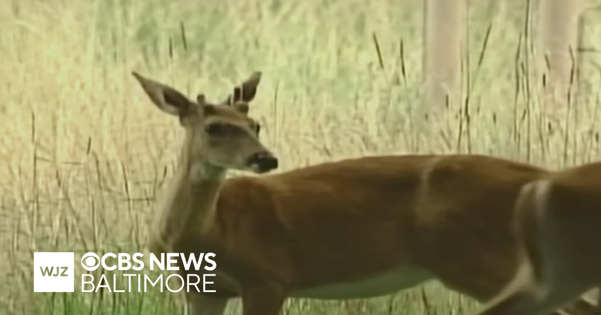 Baltimore City parks address deer population with USDA-trained ...