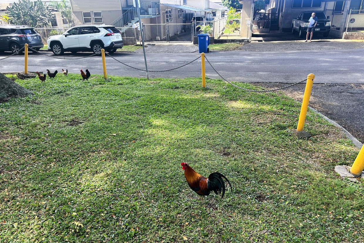Hawaii residents may get OK to kill wild chickens - CBS News