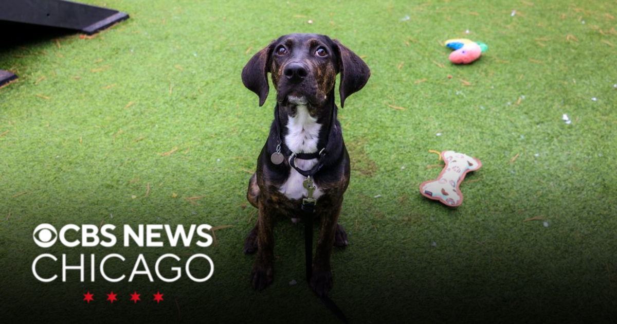 Meet Glacier, PAWS Chicago's Pet of the Week - CBS Chicago