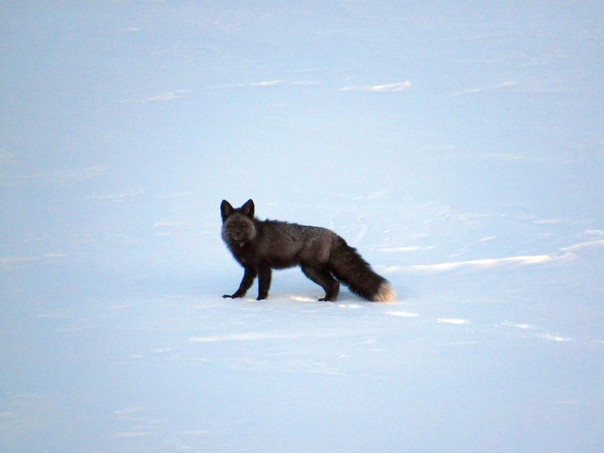 Sierra Nevada red fox detected in the Lake Tahoe area for the first ...