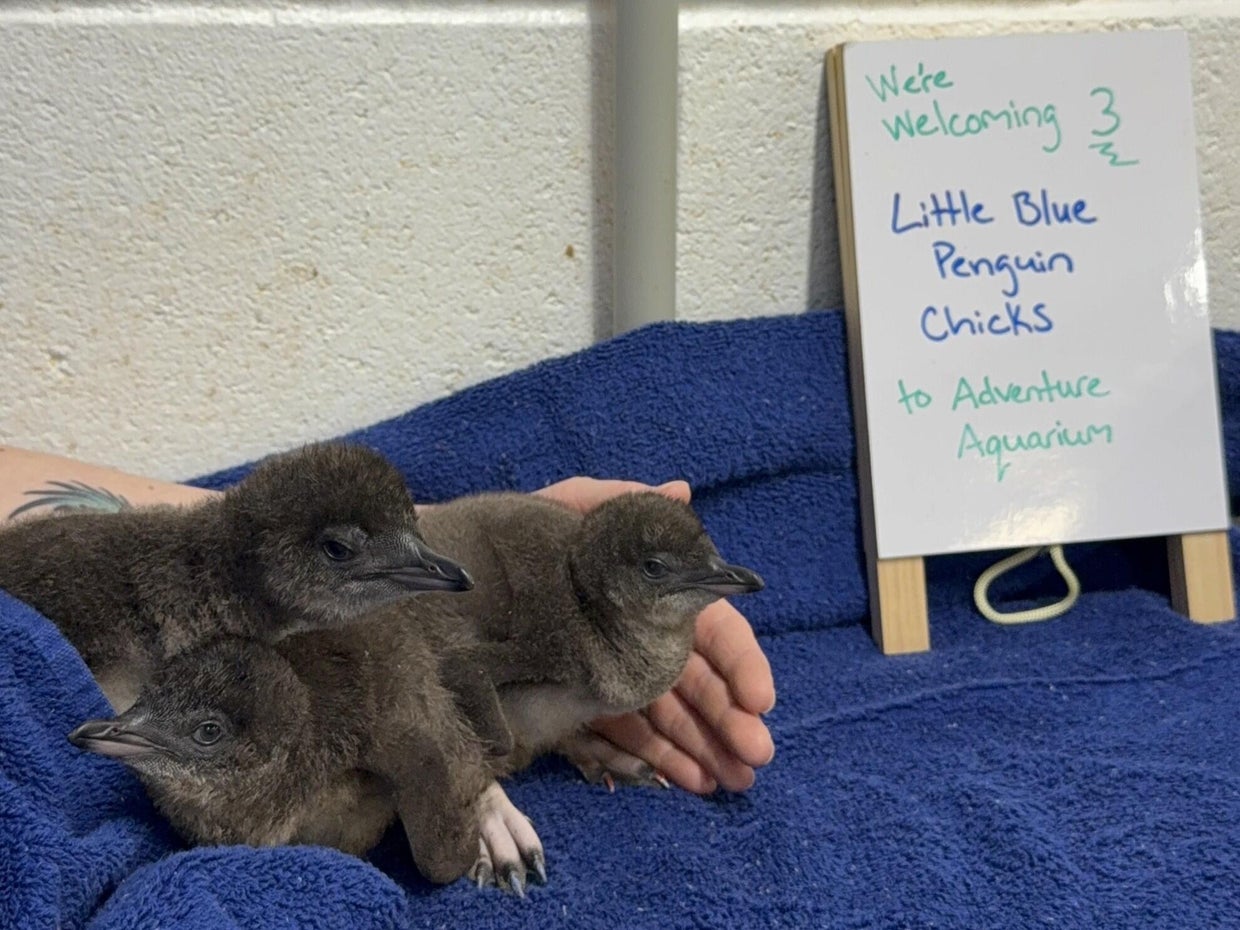 3 little blue penguins born at New Jersey aquarium - CBS New York