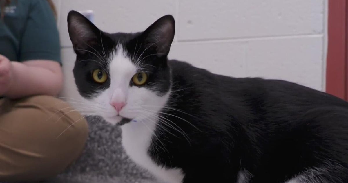 Furry Friday: Meet Pomni the cat and Professor Gooby the dog - CBS Detroit