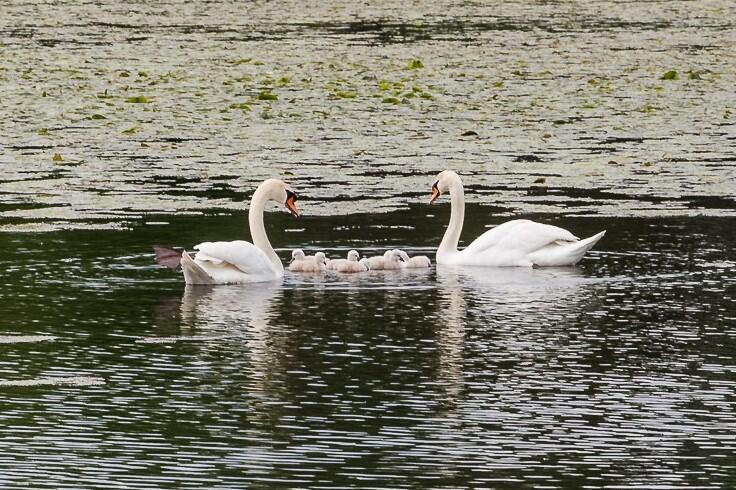 Beloved swan at suburban Lake Katherine has died - CBS Chicago