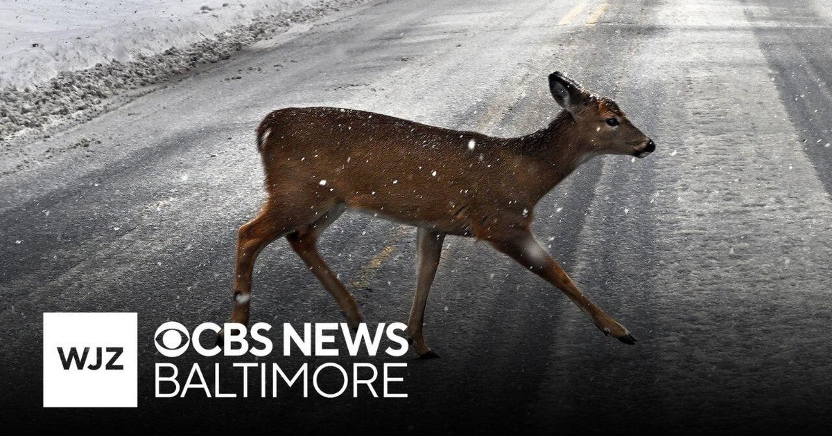 Baltimore has a controversial plan to cut down on the deer population ...