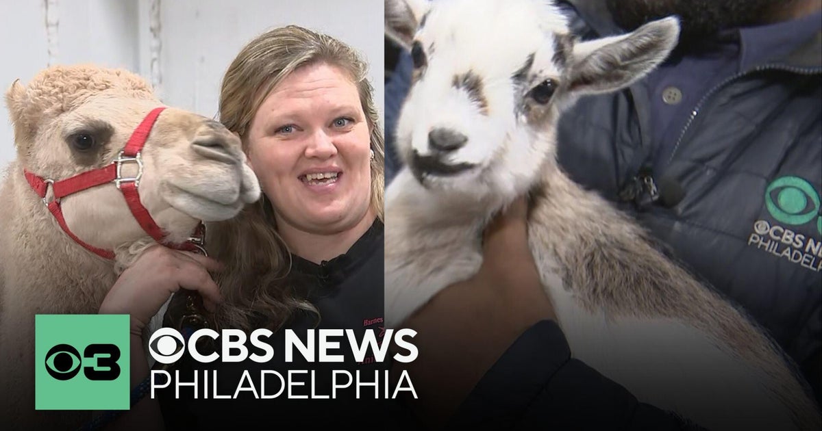 Meeting Elsa the baby goat and Cairo the camel at the Greater ...