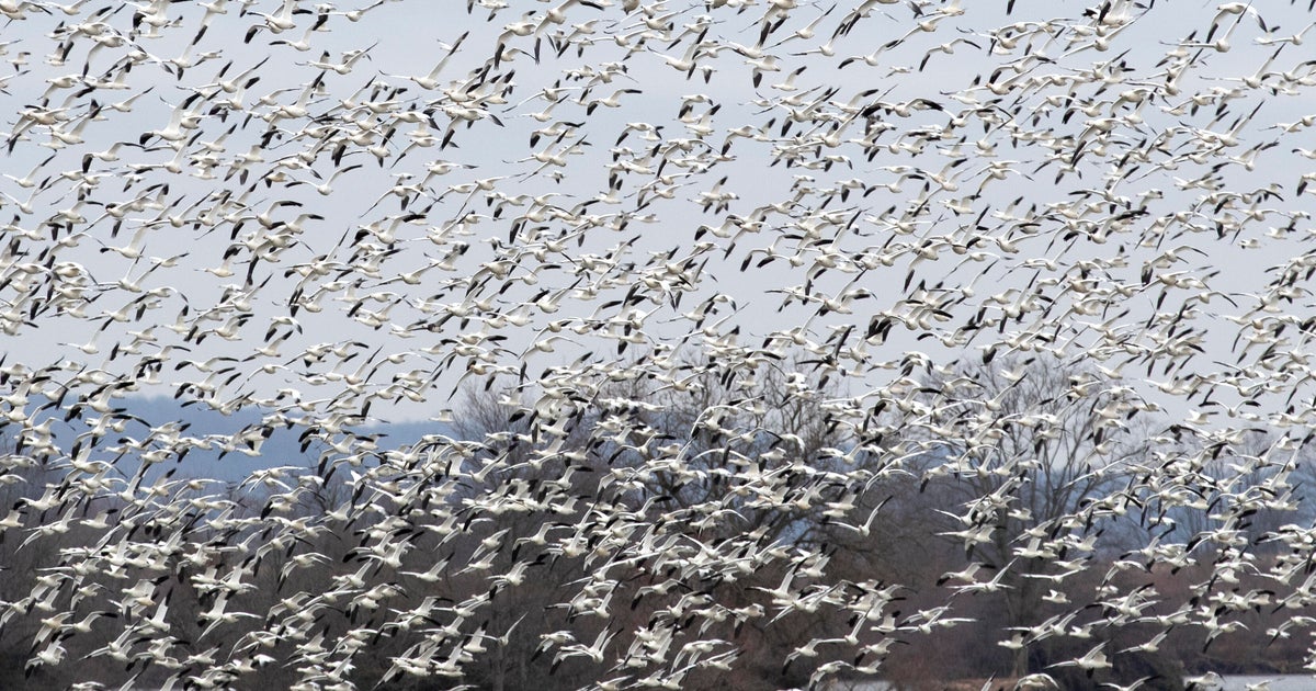 Raucous bird tornado touches down in Pennsylvania as snow geese make ...