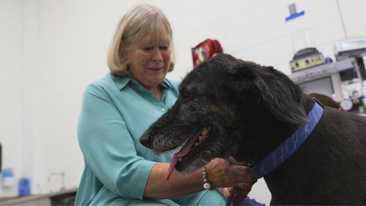Dogs news - Today’s latest updates - CBS News