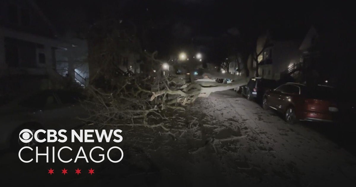 Strong storms topple tree onto cars in Lakeview - CBS Chicago