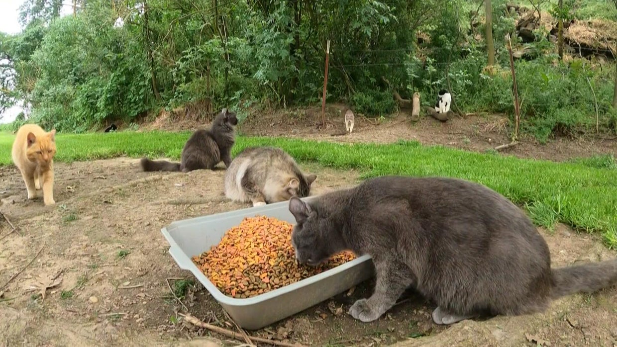 Stanislaus County launches large-scale spay-and-neuter effort to curb ...