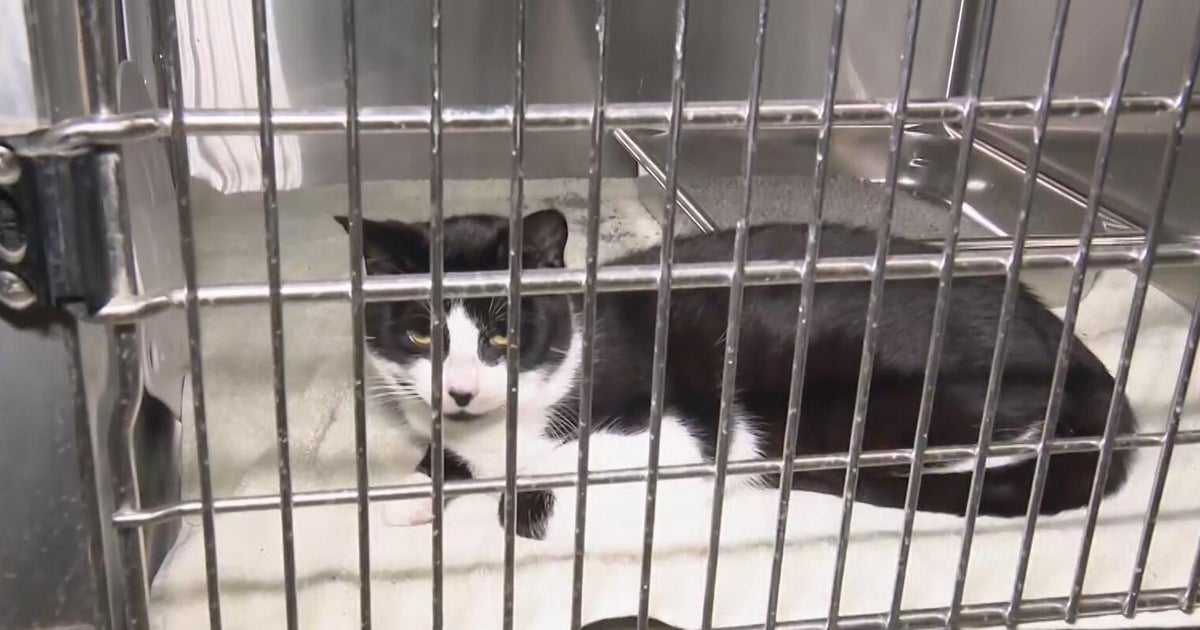 More than 8- cats rescued from home in Harrison Township - CBS Detroit