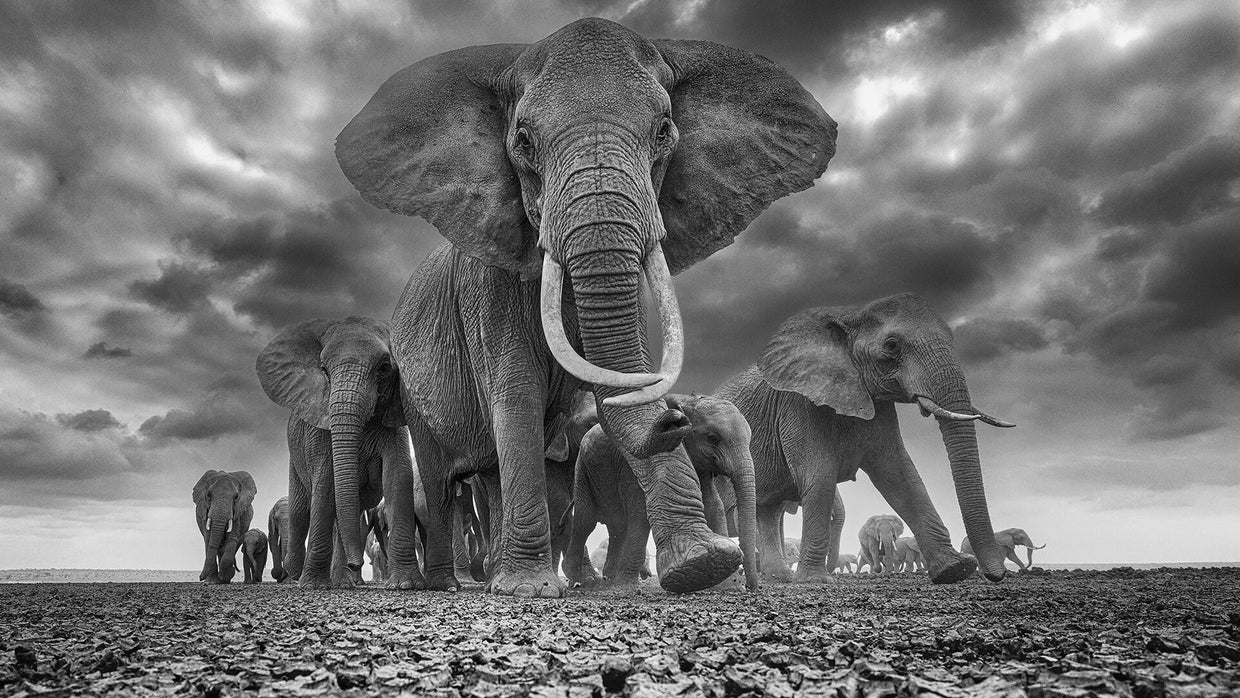 How wildlife photographer Chris Fallows captures the natural world ...