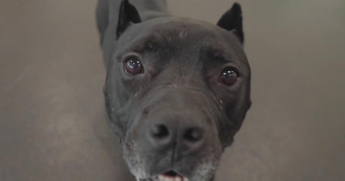 Furry Friday: Meet Heath the Cat and Malfoy the Dog - CBS Detroit