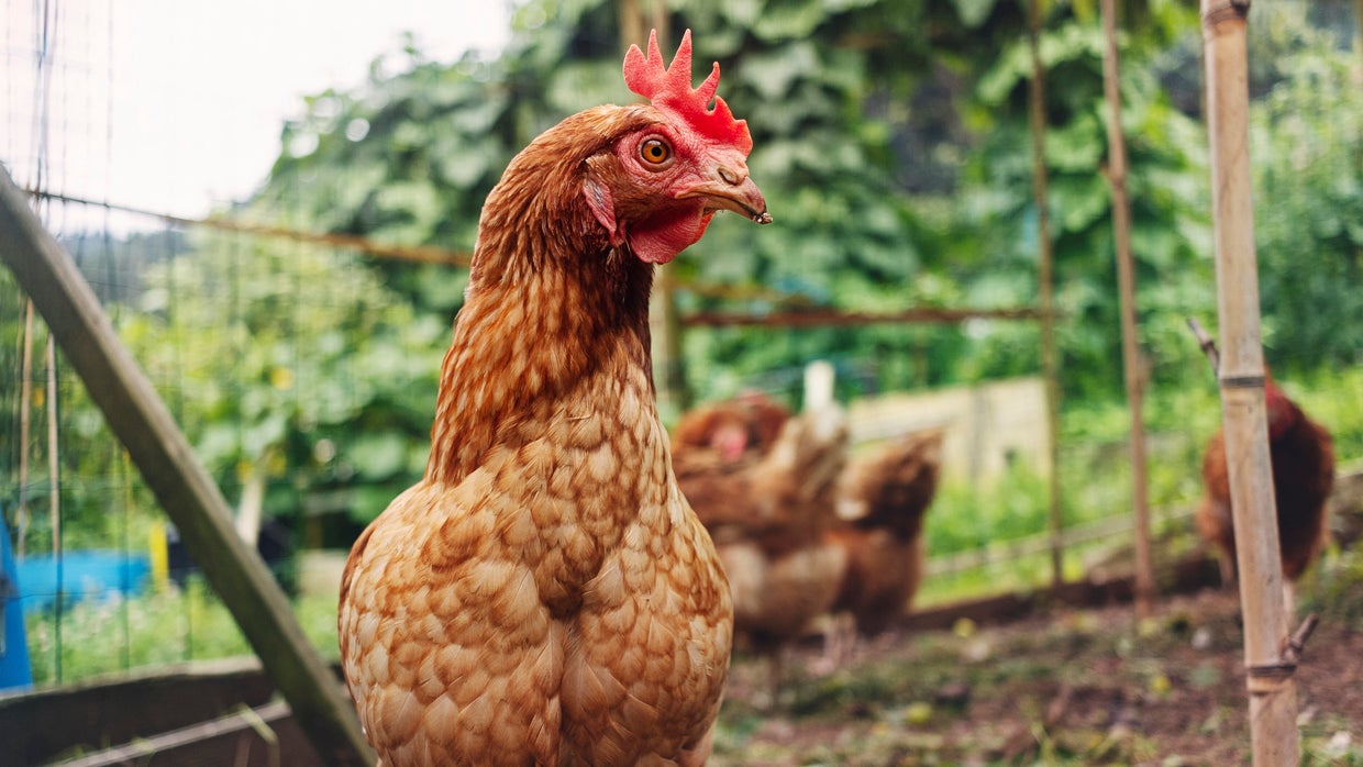 New case of bird flu detected in South Georgia backyard flock ...
