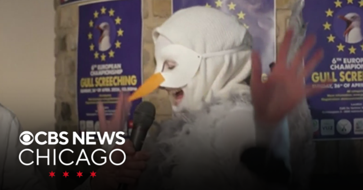 Seagull screeching contest held in Belgium | Hand Off - CBS Chicago