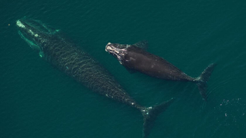 "Hopeful" sign for right whales: Critically endangered species sees ...