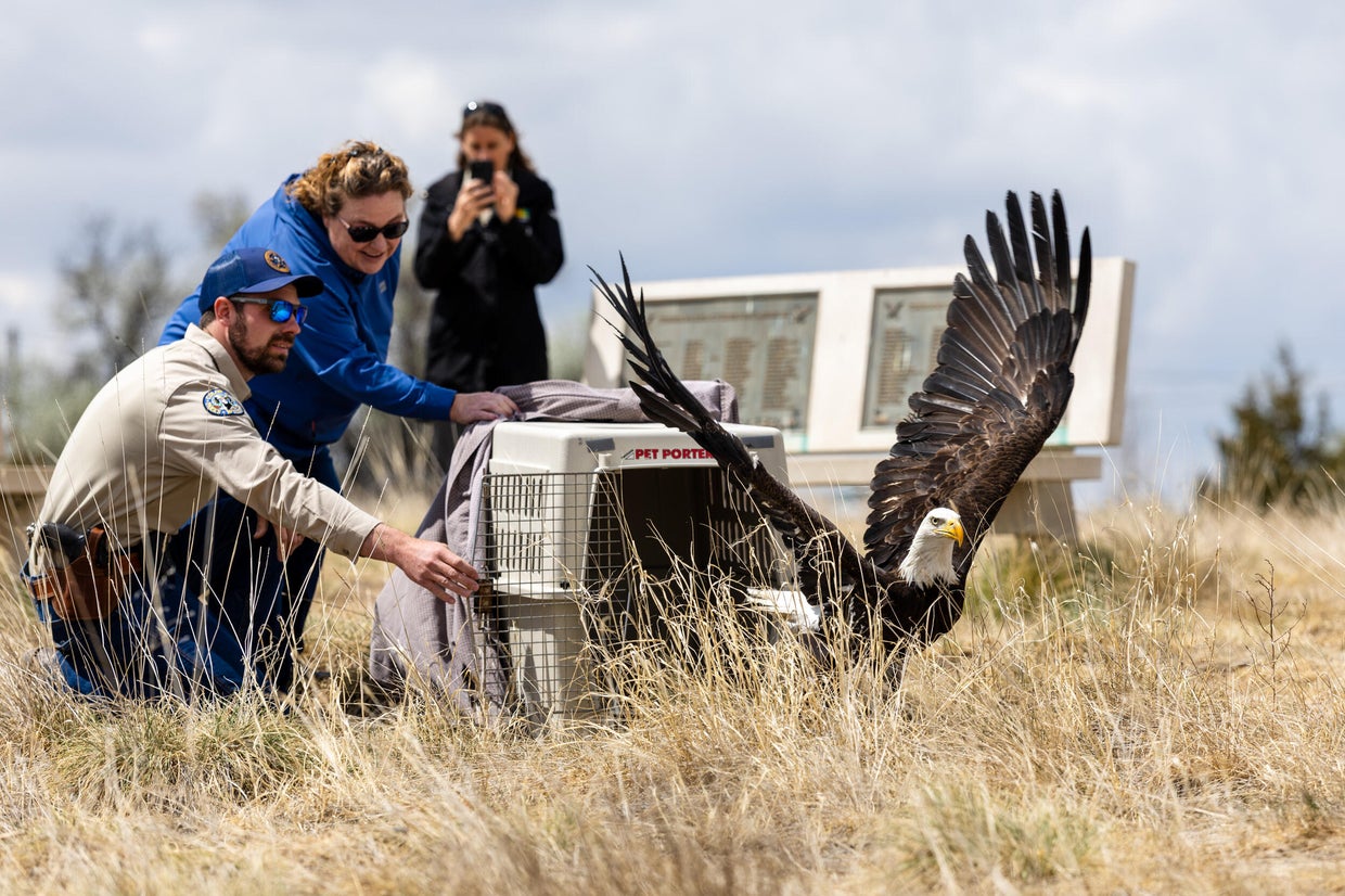 Colorado Parks & Wildlife releases bald eagle after rehabilitation from ...