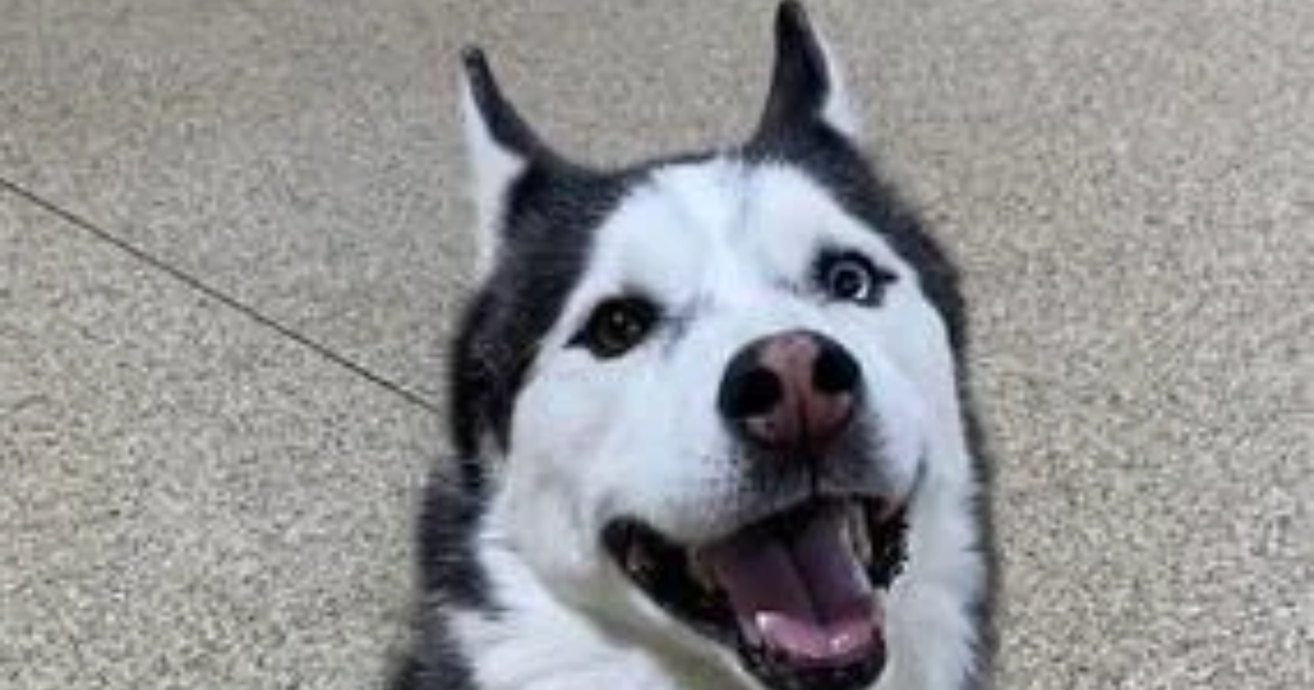 Palmetto Bay man sought by police after airman's dog dies in Colorado ...